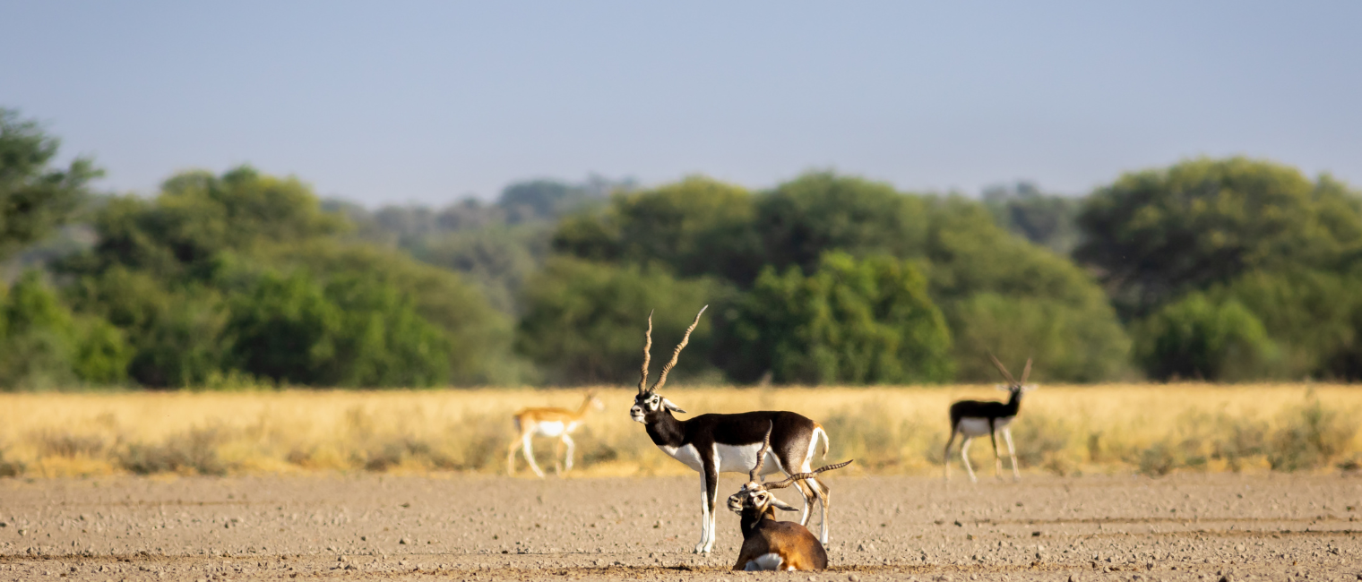 Tal Chhapar Sanctuary | Rajasthan Blackbuck Safaris